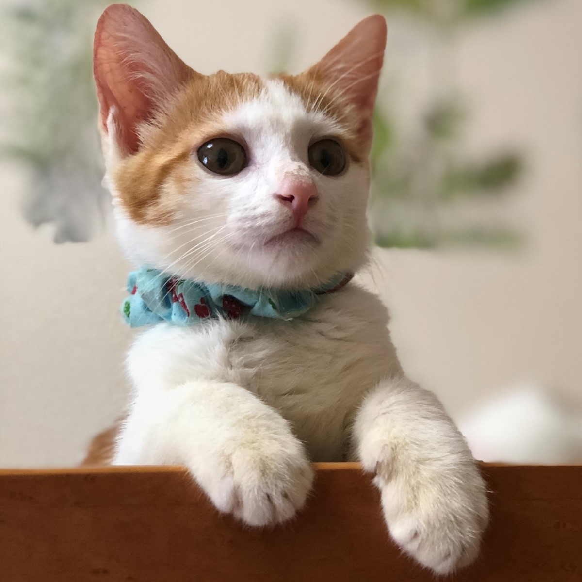 OMOCAアルバム2020 - OMOCA