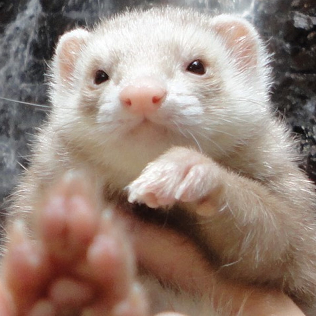 OMOCAアルバム2021 - OMOCA