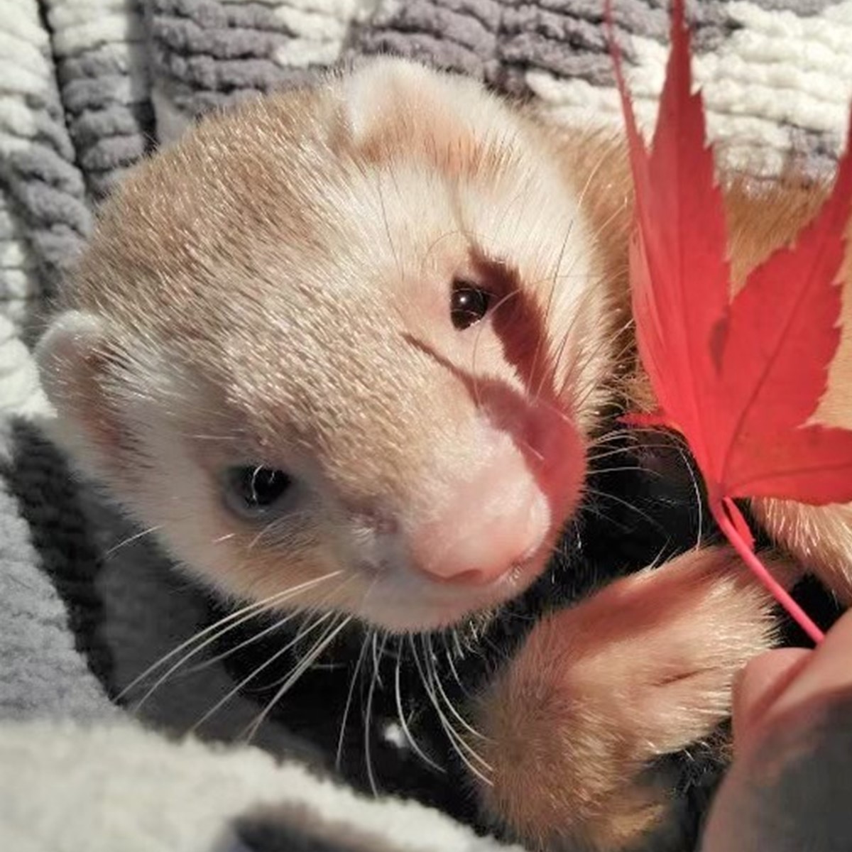 OMOCAアルバム2021 - OMOCA