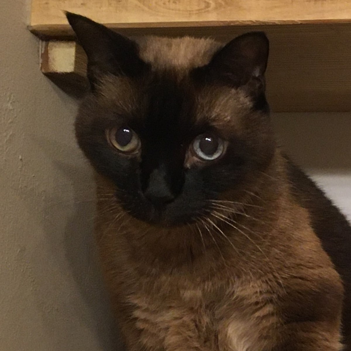 OMOCAアルバム2021 - OMOCA