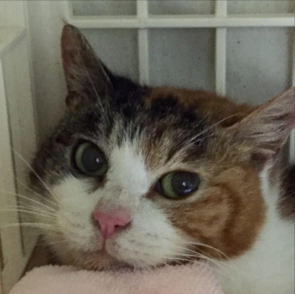 OMOCAアルバム2018 - OMOCA