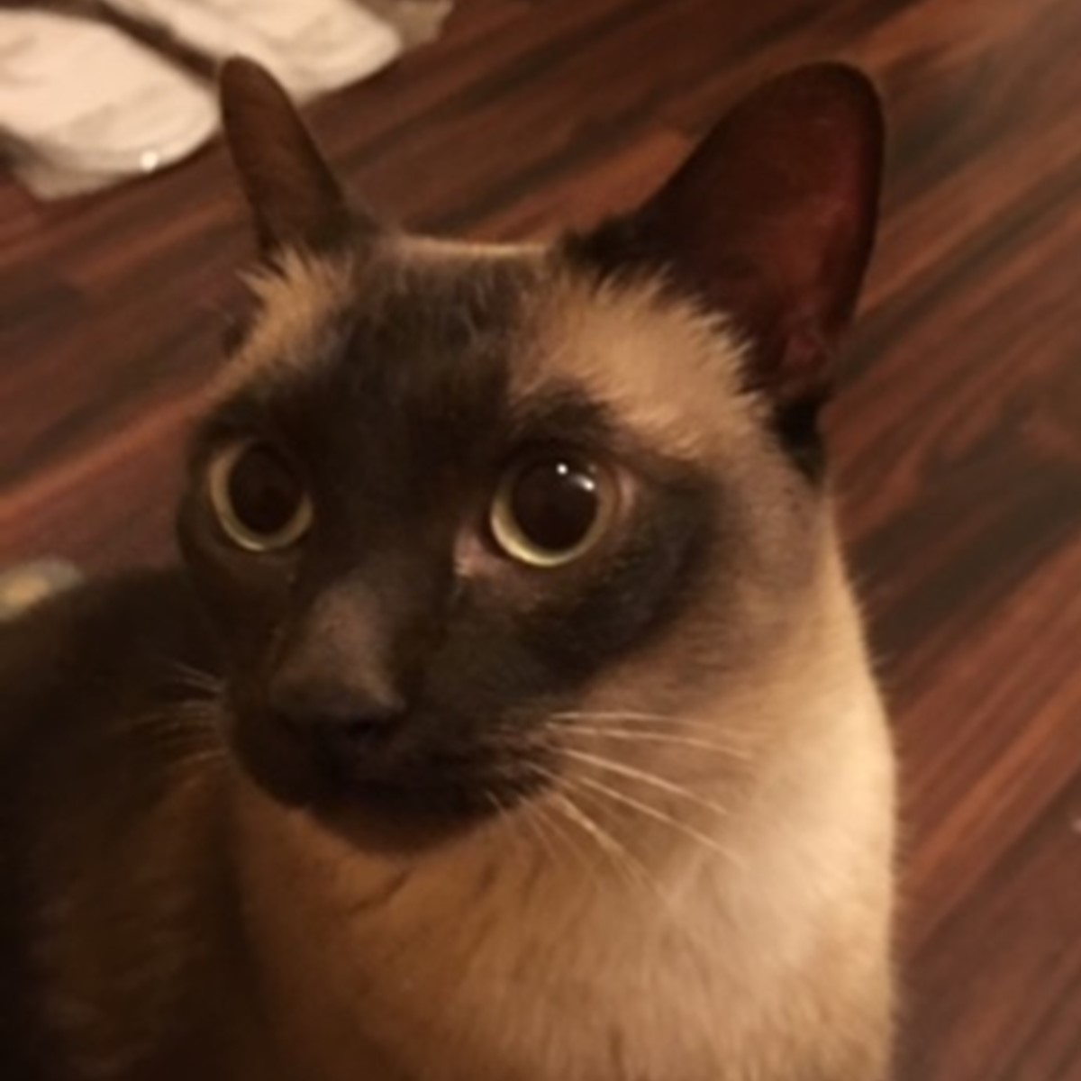 OMOCAアルバム2022 - OMOCA