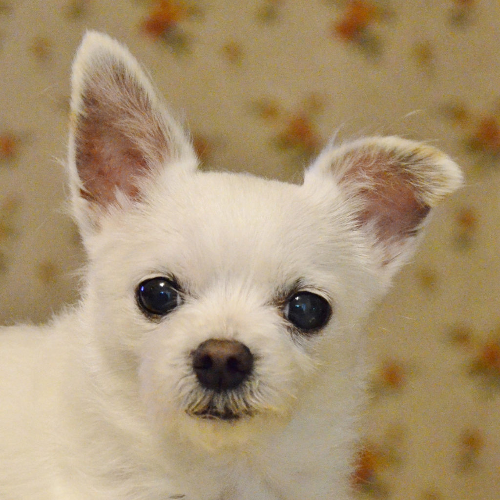 OMOCAアルバム2018 - OMOCA