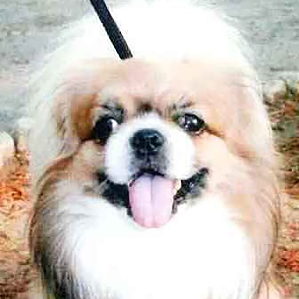 OMOCAアルバム2017 - OMOCA