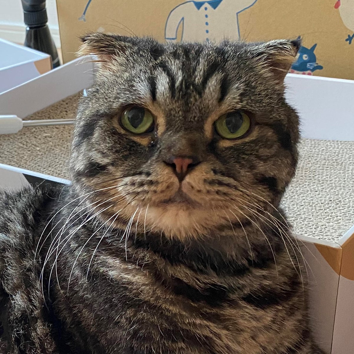 OMOCAアルバム2022 - OMOCA