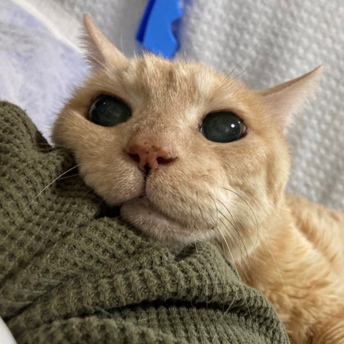 OMOCAアルバム2022 - OMOCA