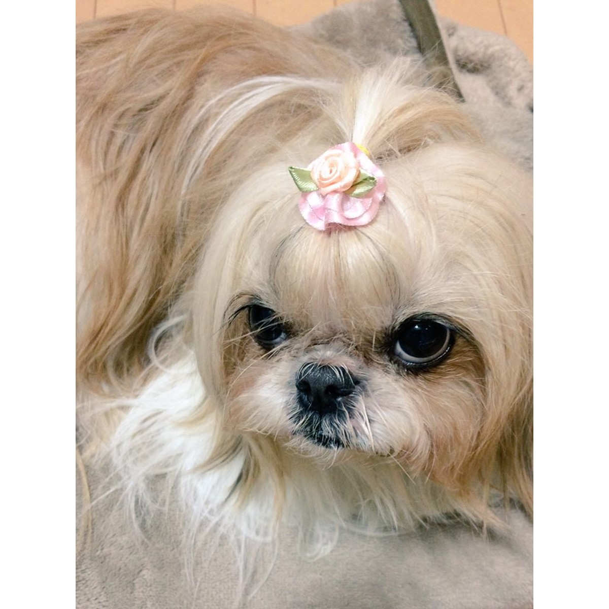 OMOCAアルバム2022 - OMOCA