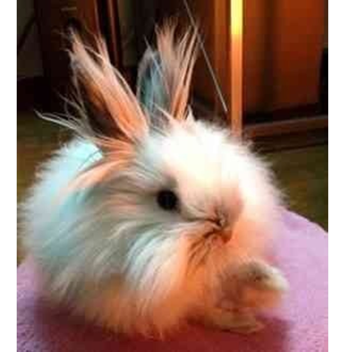 OMOCAアルバム2021 - OMOCA