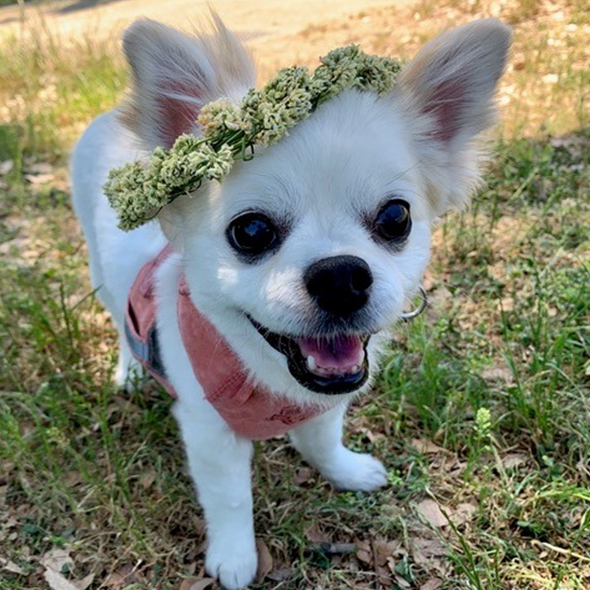 OMOCAアルバム2022 - OMOCA